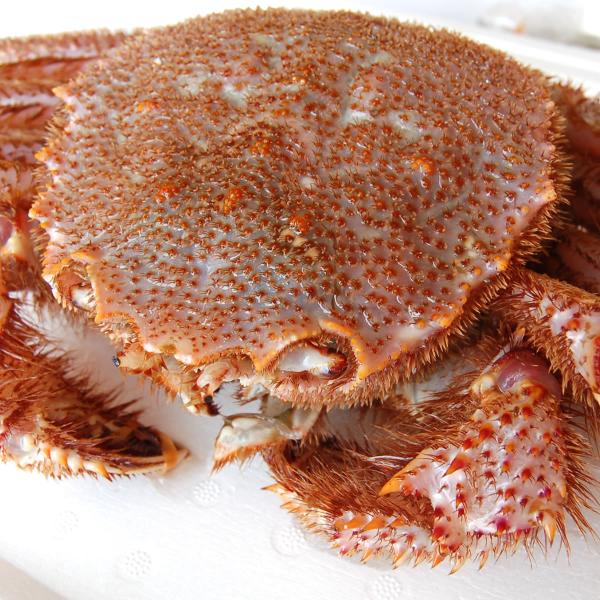 ◎即日発送限定です。（在庫切れの場合はキャンセルとさせていただきます）◎ボイルご希望の場合は、ご注文時間によっては翌日出荷になる場合がございます。 ご了承のほどお願い申し上げます。 ◎【生】のまま出荷の場合は、午後14時までにご注文頂けます...