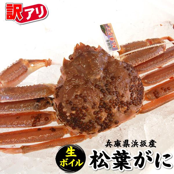 11月6日解禁!!松葉ガニ水揚げ量日本一の山陰浜坂港より松葉ガニをお届けします。【送料無料】未冷凍・クール冷蔵便※北海道・東北・沖縄県へは別途送料必要◆兵庫県浜坂産　松葉ガニ(生)1枚 400〜450ｇ程度【足1-3本落】（※小指（足）を除...