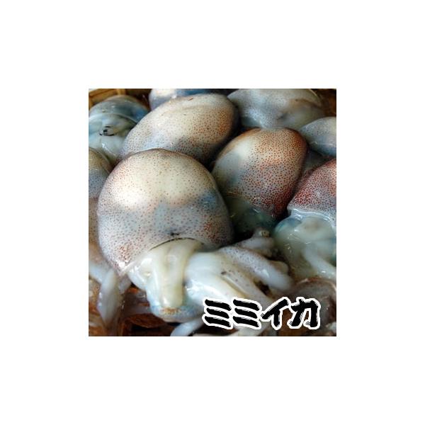 ◆商品内容　浜坂産 耳いか（冷凍）中大サイズ混ざり　500ｇ前後（5-7匹入）  胴寸が主に5-6ｃｍ程度です。◆賞味期限　解凍前：冷凍保存で3ヶ月、解凍後：冷蔵保存で2日  ◆お召し上がり方　茹でてしょうが醤油で・酢味噌で・塩茹でして・煮...