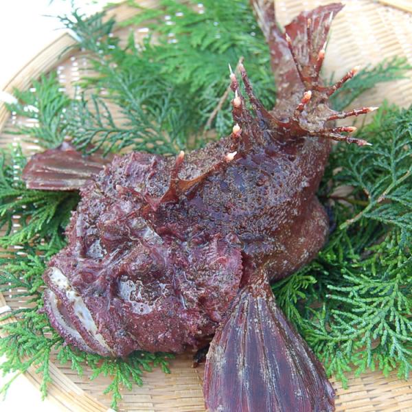 ◆商品内容　浜坂産　活・おこぜ　1尾　約250-290ｇ前後　※背びれには毒がありますが、切り落として発送させていただきますのでご安心ください。◆賞味期限　冷蔵保存で2日 　 ◆お召し上がり方　お刺身、煮付け、から揚げ、吸い物、味噌汁　他◆...