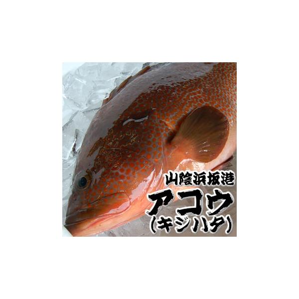 ◆商品内容　浜坂産　あこう（生冷凍・調理済み）　1尾　約42-45cm　※調理前原体重さ目安：約1.3-1.6kg◆賞味期限　解凍前：冷凍保存で1ヶ月、　解凍後：冷蔵保存で2日 ◆お召し上がり方　解凍後、煮付け、塩焼き、蒸し物、椀物、アクア...