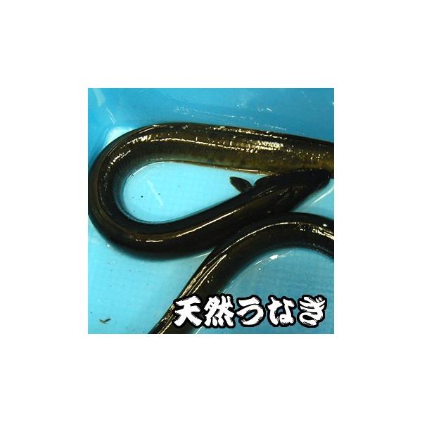 ◎この商品は、即日発送となります。（焼いてお届けする場合は、午前11時までのご注文で、即日発送可能です。）　先のお届け日指定はご遠慮いただきますようお願い致します。◎めったに入荷しないので、万が一、品切れの場合はキャンセルでお願い致します。...