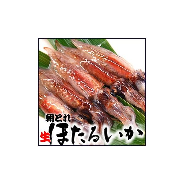 ◎この商品は、予約商品で、入荷次第の発送となります。◎他の商品とは同梱できません。ほたるいか水揚げ量日本一の山陰浜坂港から新鮮な朝とれホタルイカを生のまま産地直送いたします。茹でたホタルイカを、わさび醤油やしょうが醤油または酢みそなどにつけ...