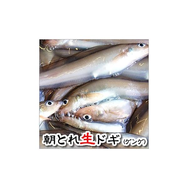 ◎この商品は、予約商品で、入荷次第の発送となります。こちらではとーろと呼びますが、ドギ、ゲンゲ、グベなど地域により呼びます。体表のぬるっとしたゼラチン質が特長の魚です。主に、吸い物にしたり、煮付けにしたりします。揚げ出し風にしても美味しいで...