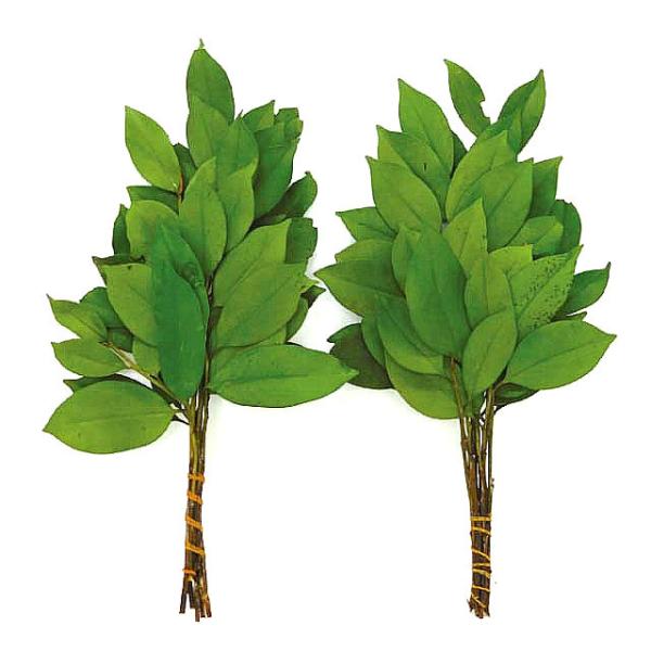 水換え不要で美しさ長持ちお榊。 神の世界と人間界の境にお供えする榊。本物の榊をプリザーブド加工しているので、水換え不要で長くお使いいただけます。●サイズ（1束）/約幅17×奥行4×高さ30〜36cm●重さ（1束）/約35g●素材/天然榊（プ...