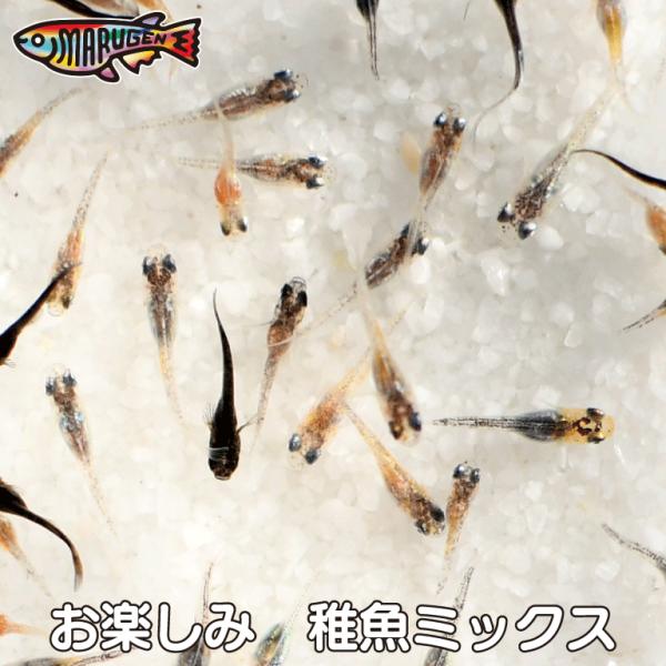 ※成長してどんなメダカになるか楽しみなメダカ稚魚ミックスです。当方で生産している１００種類以上の改良メダカの生産過程から出てくる色とりどりのメダカ稚魚よりランダムにお届けいたします。安価なメダカで数を合わせるようなことはしておりません。※稚...