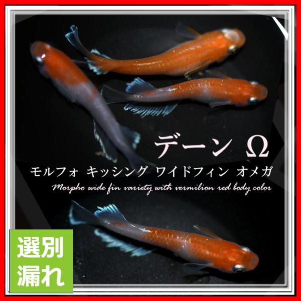 ■-----注意-----■※お送りさせて頂く商品はＭサイズ2〜4センチ程度(季節や在庫により変化)になります。【※写真は親や種の代表的な個体になります】■-----商品特徴-----■※写真は親や種の代表的な個体になります。お送りさせて頂...