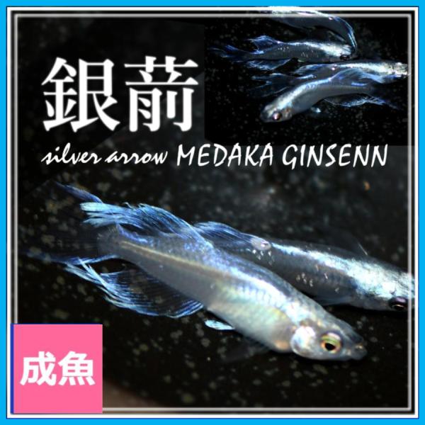 ■-----注意-----■※お送りさせて頂く商品はＭサイズ2〜4センチ程度(季節や在庫により変化)になります。【※写真は親です。(4センチ程度)成長後のイメージ個体です。】　固定率等や飼育環境の影響もあり成長後の姿を100％保証するもので...