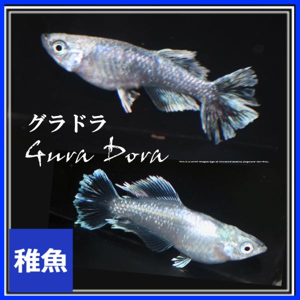 ■-----注意-----■※こちらの商品は未選別稚魚になります。　写真は親やLサイズ(4センチ程度)特徴が出た個体になります。固定率等や飼育環境の影響もあり成長後の姿を100％保証するものではございません。■-----特徴-----■グラ...
