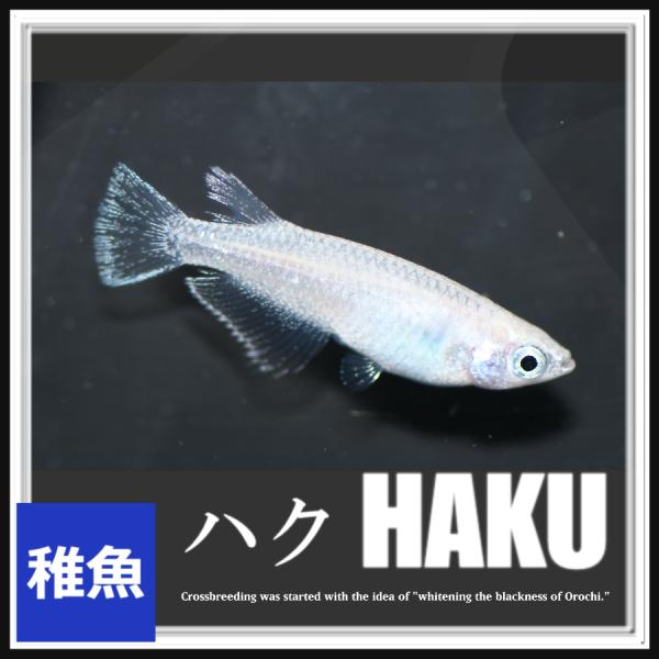 ■-----注意-----■※こちらの商品は未選別稚魚になります。　写真は親やLサイズ(4センチ程度)特徴が出た個体になります。固定率等や飼育環境の影響もあり成長後の姿を100％保証するものではございません。■-----特徴-----■HA...