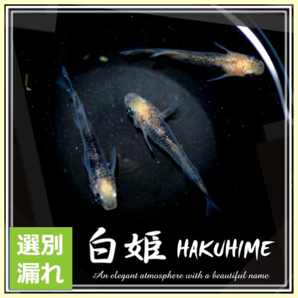 ■-----注意-----■※お送りさせて頂く商品はＭサイズ2〜4センチ程度(季節や在庫により変化)になります。【※写真は親や種の代表的な個体になります】■-----商品特徴-----■※写真は親や種の代表的な個体になります。お送りさせて頂...