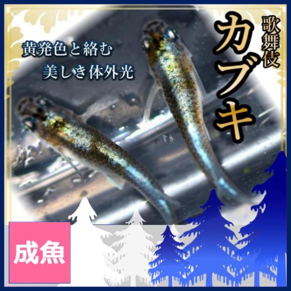 ■-----注意-----■※お送りさせて頂く商品はＭサイズ2〜4センチ程度(季節や在庫により変化)になります。【※写真は親です。(4センチ程度)成長後のイメージ個体です。】　固定率等や飼育環境の影響もあり成長後の姿を100％保証するもので...