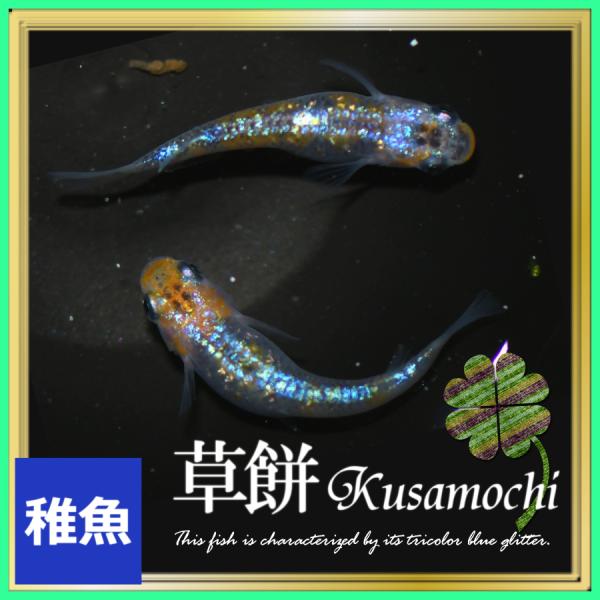 ■-----注意-----■※こちらの商品は未選別稚魚になります。　写真は親やLサイズ(4センチ程度)特徴が出た個体になります。固定率等や飼育環境の影響もあり成長後の姿を100％保証するものではございません。■-----特徴-----■草餅...