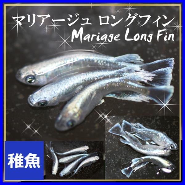 ■-----注意-----■※こちらの商品は未選別稚魚になります。　写真は親やLサイズ(4センチ程度)特徴が出た個体になります。固定率等や飼育環境の影響もあり成長後の姿を100％保証するものではございません。■-----特徴-----■マリ...