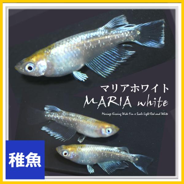 ■-----注意-----■※こちらの商品は未選別稚魚になります。　写真は親やLサイズ(4センチ程度)特徴が出た個体になります。固定率等や飼育環境の影響もあり成長後の姿を100％保証するものではございません。■-----特徴-----■マリ...