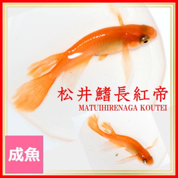 ■-----注意-----■※お送りさせて頂く商品はＭサイズ2〜4センチ程度(季節や在庫により変化)になります。【※写真は親です。(4センチ程度)成長後のイメージ個体です。】　固定率等や飼育環境の影響もあり成長後の姿を100％保証するもので...