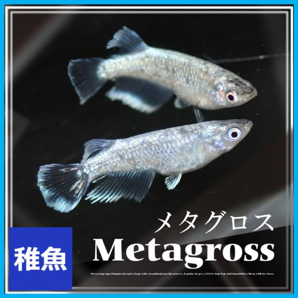 ■-----注意-----■※こちらの商品は未選別稚魚になります。　写真は親やLサイズ(4センチ程度)特徴が出た個体になります。固定率等や飼育環境の影響もあり成長後の姿を100％保証するものではございません。■-----特徴-----■メタ...
