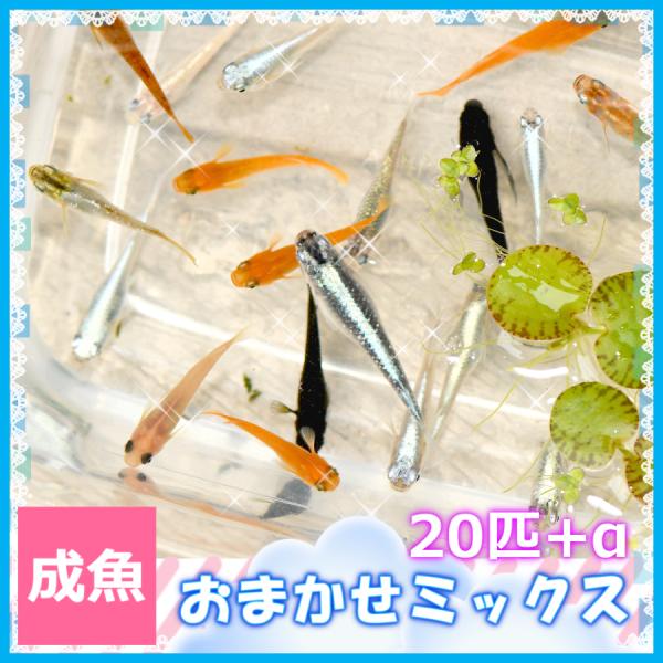 ■-----注意-----■※お送りさせて頂く商品はＭサイズ2〜4センチ程度(季節や在庫により変化)になります。【※写真はミックスのイメージ個体です。】　内容は日によって変動します。■-----特徴-----■様々なメダカが入るミックスメダ...