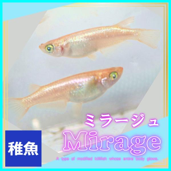 ■-----注意-----■※こちらの商品は未選別稚魚になります。　写真は親やLサイズ(4センチ程度)特徴が出た個体になります。固定率等や飼育環境の影響もあり成長後の姿を100％保証するものではございません。■-----特徴-----■ミラ...