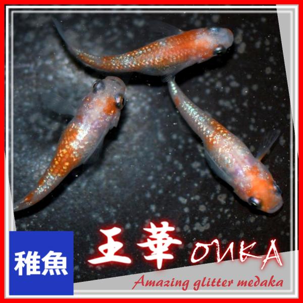 ■-----注意-----■※こちらの商品は未選別稚魚になります。　写真は親やLサイズ(4センチ程度)特徴が出た個体になります。固定率等や飼育環境の影響もあり成長後の姿を100％保証するものではございません。■-----特徴-----■王華...