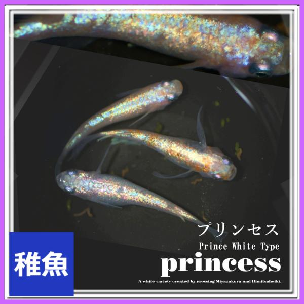 ■-----注意-----■※こちらの商品は未選別稚魚になります。　写真は親やLサイズ(4センチ程度)特徴が出た個体になります。固定率等や飼育環境の影響もあり成長後の姿を100％保証するものではございません。■-----特徴-----■プリ...