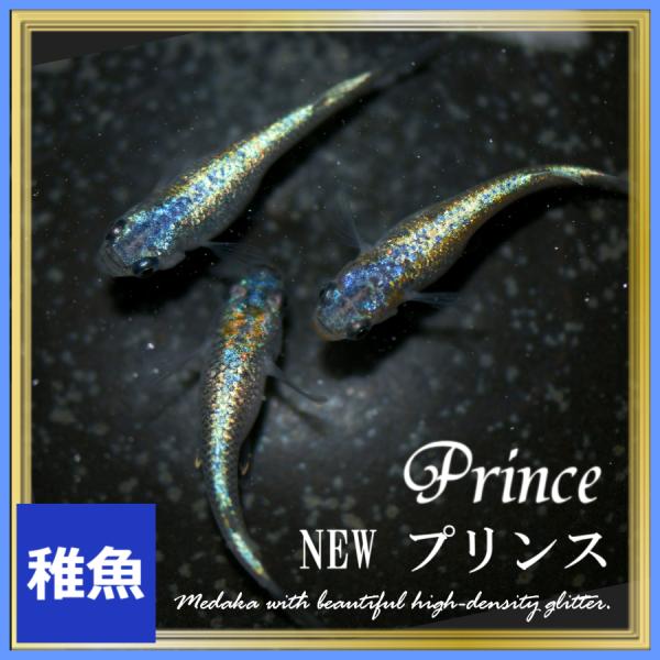 ■-----注意-----■※こちらの商品は未選別稚魚になります。　写真は親やLサイズ(4センチ程度)特徴が出た個体になります。固定率等や飼育環境の影響もあり成長後の姿を100％保証するものではございません。■-----特徴-----■プリ...