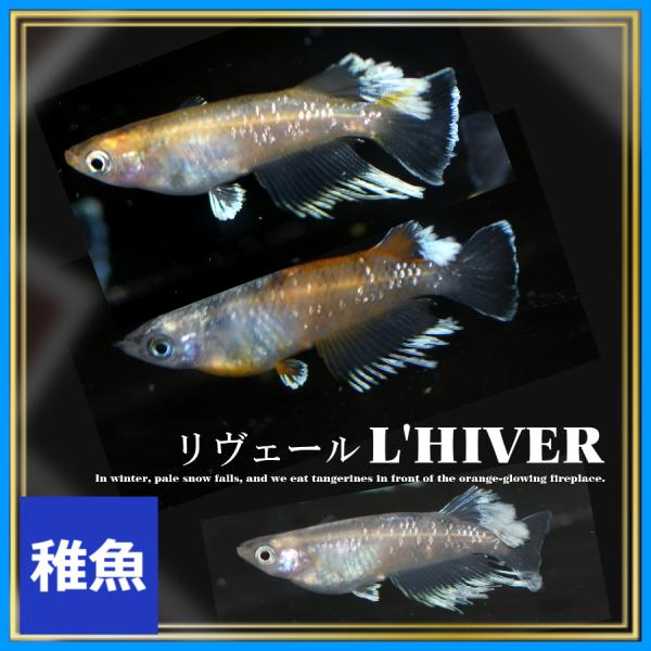 ■-----注意-----■※こちらの商品は未選別稚魚になります。　写真は親やLサイズ(4センチ程度)特徴が出た個体になります。固定率等や飼育環境の影響もあり成長後の姿を100％保証するものではございません。■-----特徴-----■リヴ...