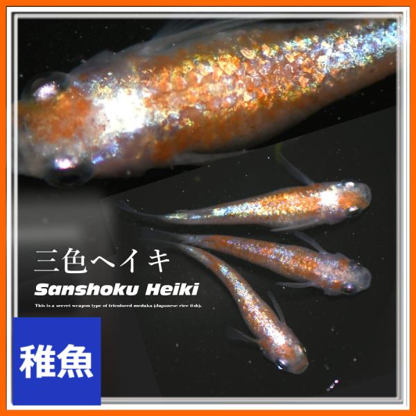 ■-----注意-----■※こちらの商品は未選別稚魚になります。　写真は親やLサイズ(4センチ程度)特徴が出た個体になります。固定率等や飼育環境の影響もあり成長後の姿を100％保証するものではございません。■-----特徴-----■三色...