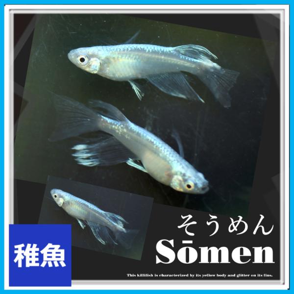 ■-----注意-----■※こちらの商品は未選別稚魚になります。　写真は親やLサイズ(4センチ程度)特徴が出た個体になります。固定率等や飼育環境の影響もあり成長後の姿を100％保証するものではございません。■-----特徴-----■そう...
