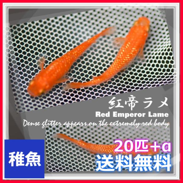 ■-----注意-----■※こちらの商品は稚魚になります。　写真は親やLサイズ(4センチ程度)特徴が出た個体になります。固定率等や飼育環境の影響もあり成長後の姿を100％保証するものではございません。■-----特徴-----■紅帝ラメメ...