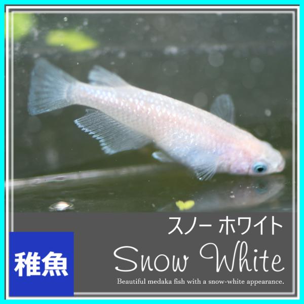 ■-----注意-----■※こちらの商品は未選別稚魚になります。　写真は親やLサイズ(4センチ程度)特徴が出た個体になります。固定率等や飼育環境の影響もあり成長後の姿を100％保証するものではございません。■-----特徴-----■スノ...