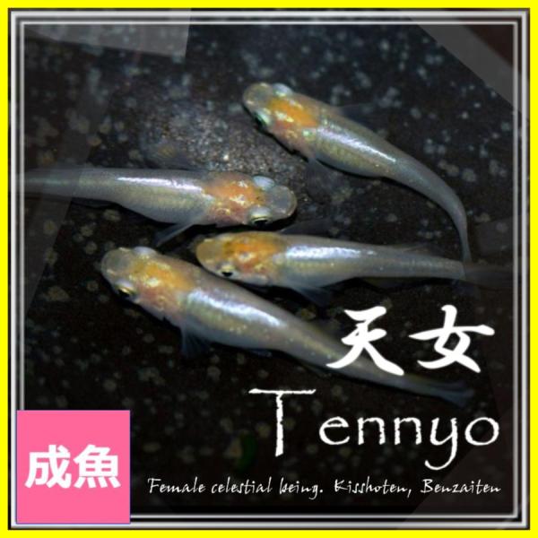 ■-----注意-----■※お送りさせて頂く商品はＭサイズ2〜4センチ程度(季節や在庫により変化)になります。【※写真は親です。(4センチ程度)成長後のイメージ個体です。】　固定率等や飼育環境の影響もあり成長後の姿を100％保証するもので...