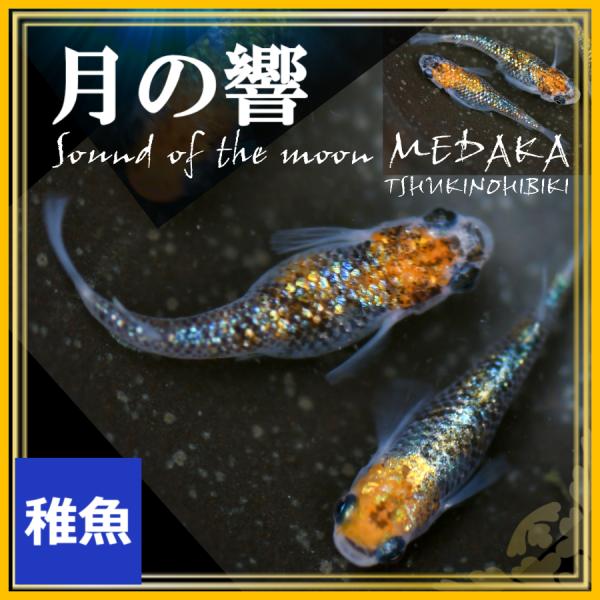 ■-----注意-----■※こちらの商品は未選別稚魚になります。　写真は親やLサイズ(4センチ程度)特徴が出た個体になります。固定率等や飼育環境の影響もあり成長後の姿を100％保証するものではございません。■-----特徴-----■ツキ...