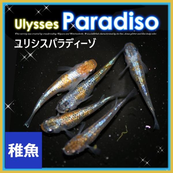 ■-----注意-----■※こちらの商品は未選別稚魚になります。　写真は親やLサイズ(4センチ程度)特徴が出た個体になります。固定率等や飼育環境の影響もあり成長後の姿を100％保証するものではございません。■-----特徴-----■ユリ...