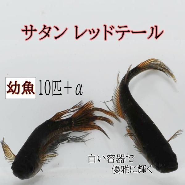 幻想的な黒い体と優雅な赤鰭