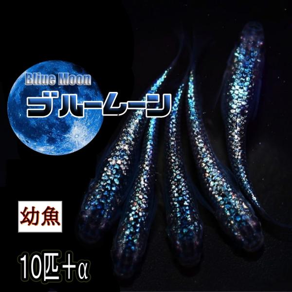 ブラックの体にブルーのラメ