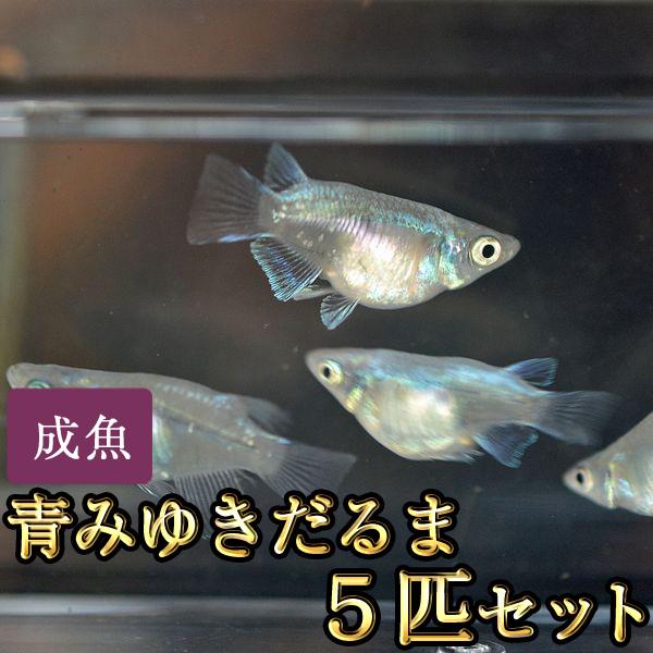 【特徴】青みゆき（幹之）めだかのだるま体型です。半だるまよりも更に全長が短く丸くて愛らしい見た目が人気です。　※当店のだるまの基準は体高ではなく背骨の長さで選別しておりますので、横から見たときの丸さは個体差があります。 【サイズ】生後約３ヶ...