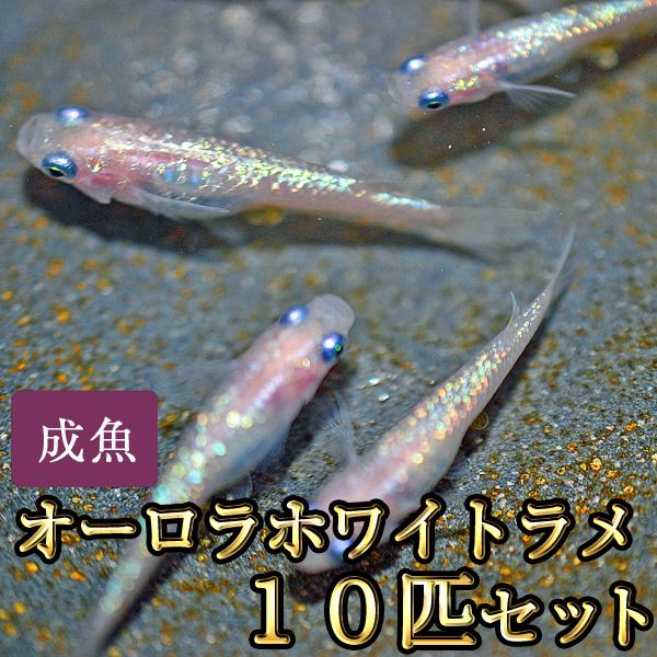 【特徴】ラメ状の光が入るめだかです。ラメの多い少ないは個体差がありますが、ラメが確認できる個体を選別してお届けします。【サイズ】生後約３ヶ月〜６ヶ月程度（約２〜４ｃｍ前後）　※季節や在庫状況によりサイズは若干異なります。【発送について】魚用...