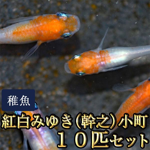 【特徴】写真は親めだかです。紅白の体色のみゆき（幹之）めだかです。小さいサイズの未選別の個体になりますので、体色や模様が出ていない個体等が含まれる場合があります。未選別の状態で梱包しますので、すべてが写真のようになるとは限りません。【サイズ...