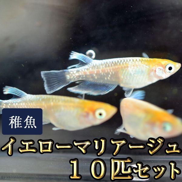 【特徴】写真は親めだかです。マリアージュめだかの体色がイエロー系の品種です。小さいサイズの未選別の個体になりますので、体色や光、ヒレの特徴などが出ていない個体が含まれる場合があります。未選別の状態で梱包しますので、すべてが写真のようになると...