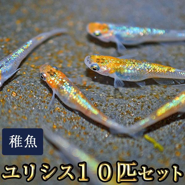 【特徴】写真は親めだかです。オレンジが入ったオーロラ体色で、青色のラメが入るめだかです。小さいサイズの未選別の個体になりますので、体色や模様、ラメが出ていない個体等が含まれる場合があります。 未選別の状態で梱包しますので、すべてが写真のよう...