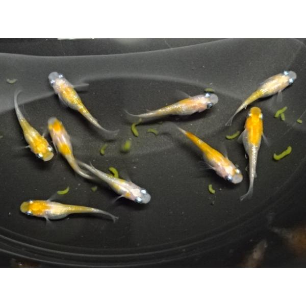 可愛いめだかで癒されてみませんか。こちらの商品は画像現物販売ではございません。オスメス入るよう心がけますが雌雄を保証するものではございません。こちらの個体はネット限定販売価格となります。屋外飼育中の個体です。個体のグレードについて、完璧を求...