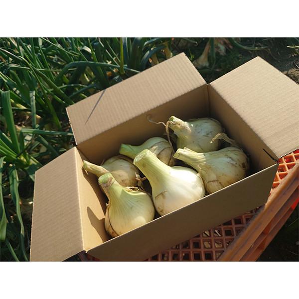 今が旬の“新玉ねぎ”は、みずみずしさと甘さが格別！スライスしてサラダやマリネにすれば、シャキッとした食感とともに甘みが際立ちます。加熱するとさらに甘みが増し、とろけるような口当たりに。化学肥料・農薬の使用を5割以上削減、残留農薬・抗生物質等...