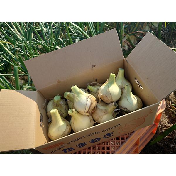 今が旬の“新玉ねぎ”は、みずみずしさと甘さが格別！スライスしてサラダやマリネにすれば、シャキッとした食感とともに甘みが際立ちます。加熱するとさらに甘みが増し、とろけるような口当たりに。化学肥料・農薬の使用を5割以上削減、残留農薬・抗生物質等...