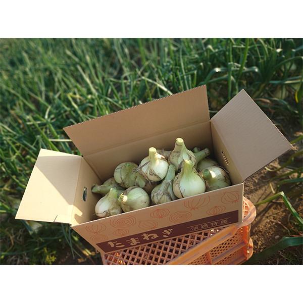 今が旬の“新玉ねぎ”は、みずみずしさと甘さが格別！スライスしてサラダやマリネにすれば、シャキッとした食感とともに甘みが際立ちます。加熱するとさらに甘みが増し、とろけるような口当たりに。化学肥料・農薬の使用を5割以上削減、残留農薬・抗生物質等...