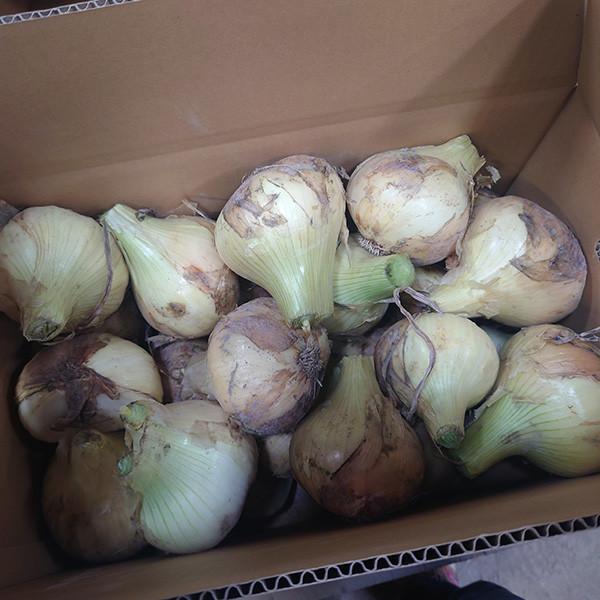 こちらは訳あり品となります。大きさ不揃い、変形などがありますが、味は一級品です。今が旬の“新玉ねぎ”は、みずみずしさと甘さが格別！スライスしてサラダやマリネにすれば、シャキッとした食感とともに甘みが際立ちます。加熱するとさらに甘みが増し、と...