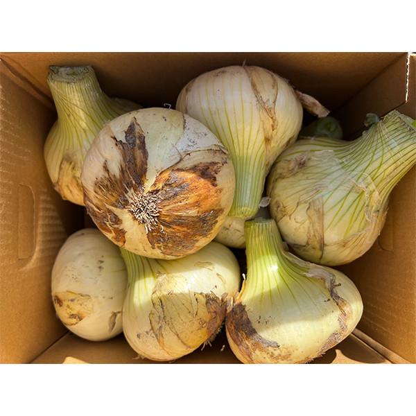 日本有数の玉ねぎの名産地、淡路島産の新玉ねぎです！この時期からが旬の新玉ねぎは、えぐみが一切なく今にもはち切れそうなみずみずしさ！玉ねぎが苦手なお子様にもやさいしい、最小限の消毒のみをおこなっております！〜甘さの秘訣〜一般的な玉ねぎは4ヶ月...