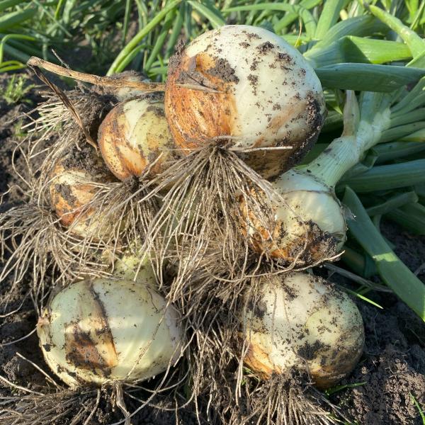 日本有数の玉ねぎの名産地、淡路島産の新玉ねぎです！この時期からが旬の新玉ねぎは、えぐみが一切なく今にもはち切れそうなみずみずしさ！玉ねぎが苦手なお子様にもやさいしい、最小限の消毒のみをおこなっております！〜甘さの秘訣〜一般的な玉ねぎは4ヶ月...