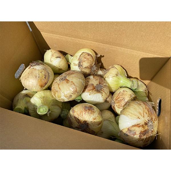 日本有数の玉ねぎの名産地、淡路島産の新玉ねぎです！この時期からが旬の新玉ねぎは、えぐみが一切なく今にもはち切れそうなみずみずしさ！玉ねぎが苦手なお子様にもやさいしい、最小限の消毒のみをおこなっております！〜甘さの秘訣〜一般的な玉ねぎは4ヶ月...