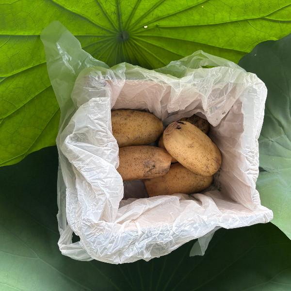 岡山県の肥沃な干拓地で、約40年にわたりれんこんと向き合ってきた生産者・佐々木農産。その長年の経験から生まれたのが、「桃太郎れんこん」です。在来種の「備中」や「シロ」、加賀れんこん、金澄など、さまざまな系統を栽培し、自然交配した中から選び抜...